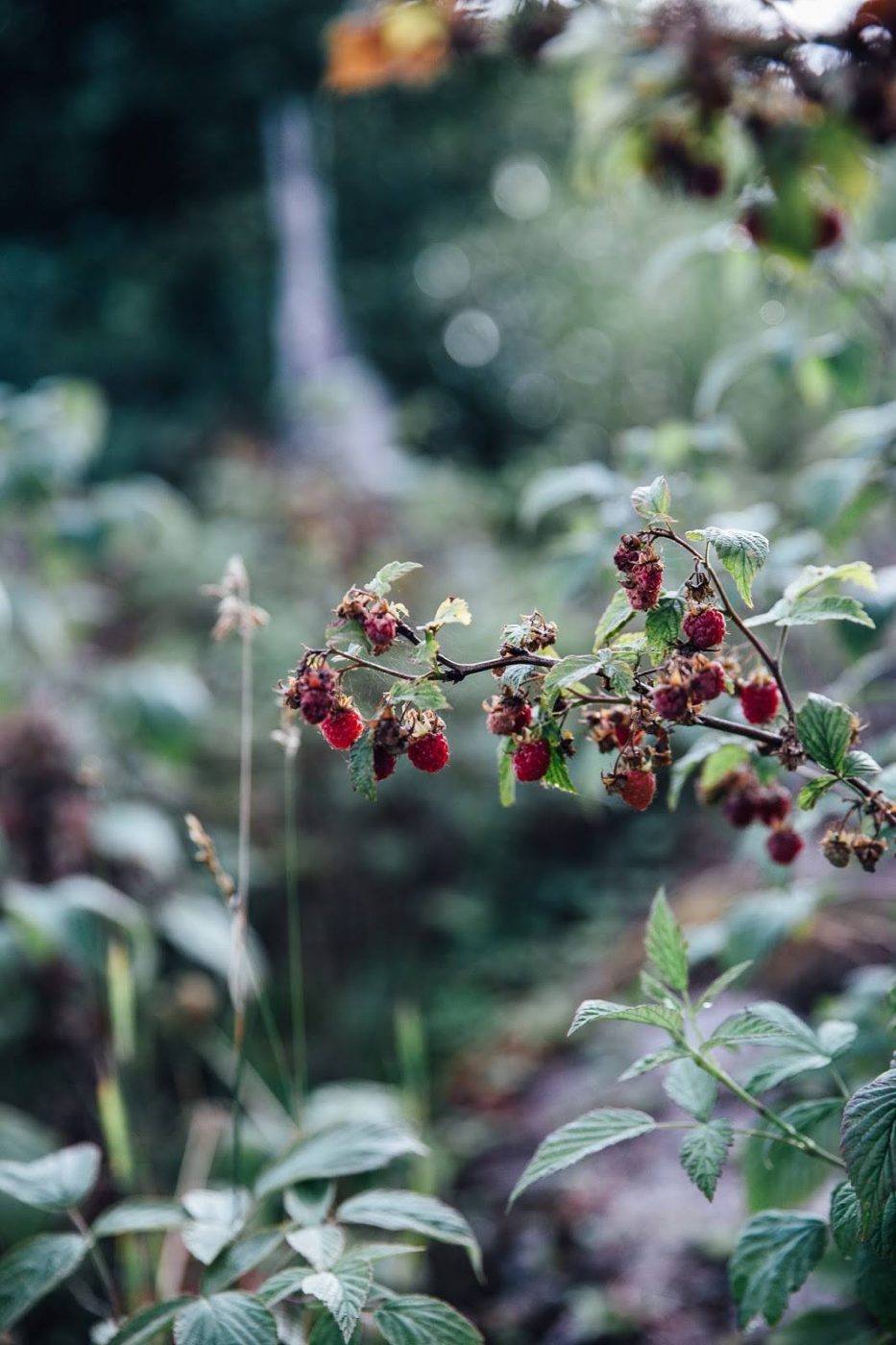 Gluten-free Raspberry-Strawberry Swiss Roll in Sweden - Our Food Stories